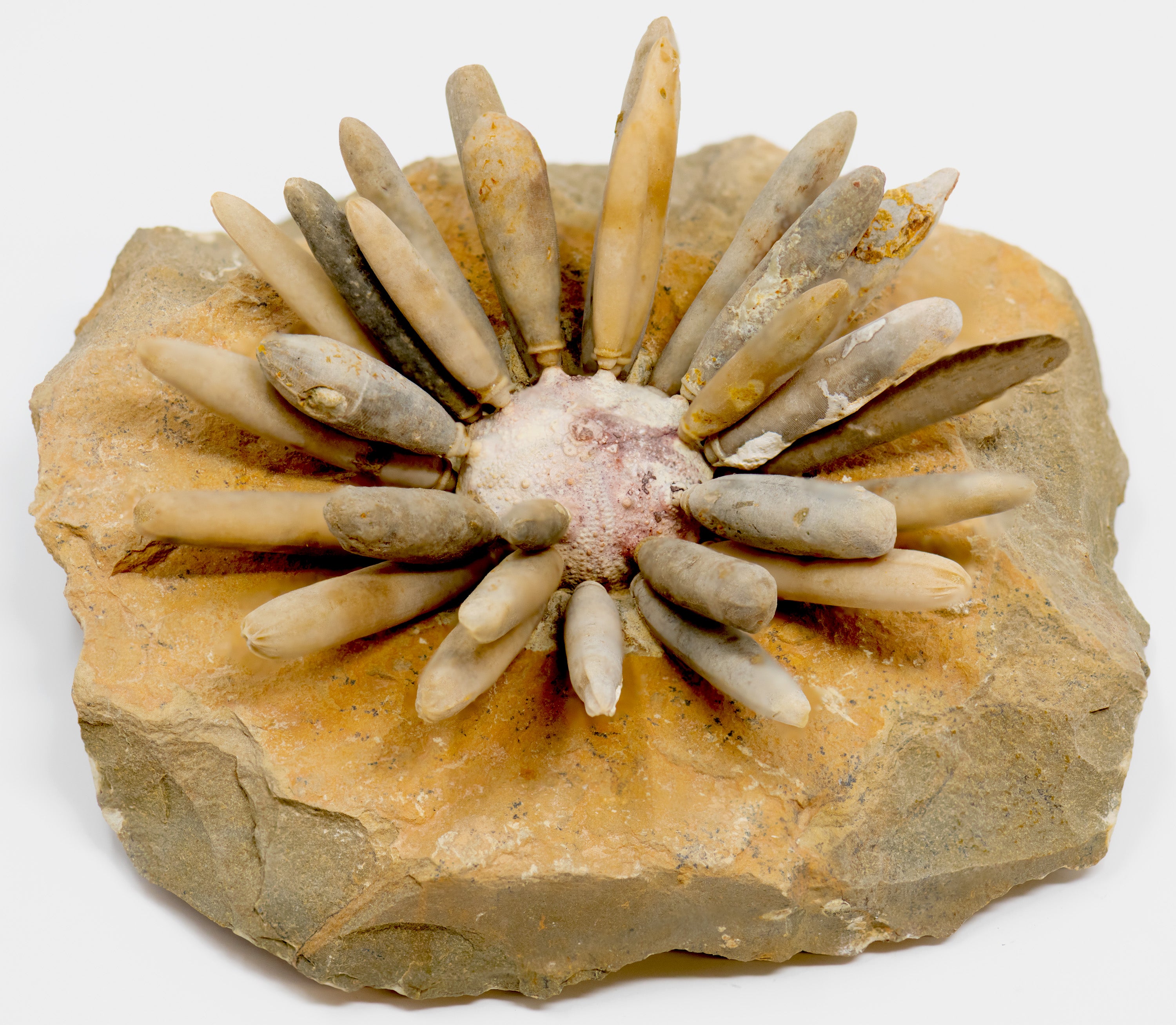 Most Popular Fossils - Rubble Rock and Gem - Vancouver