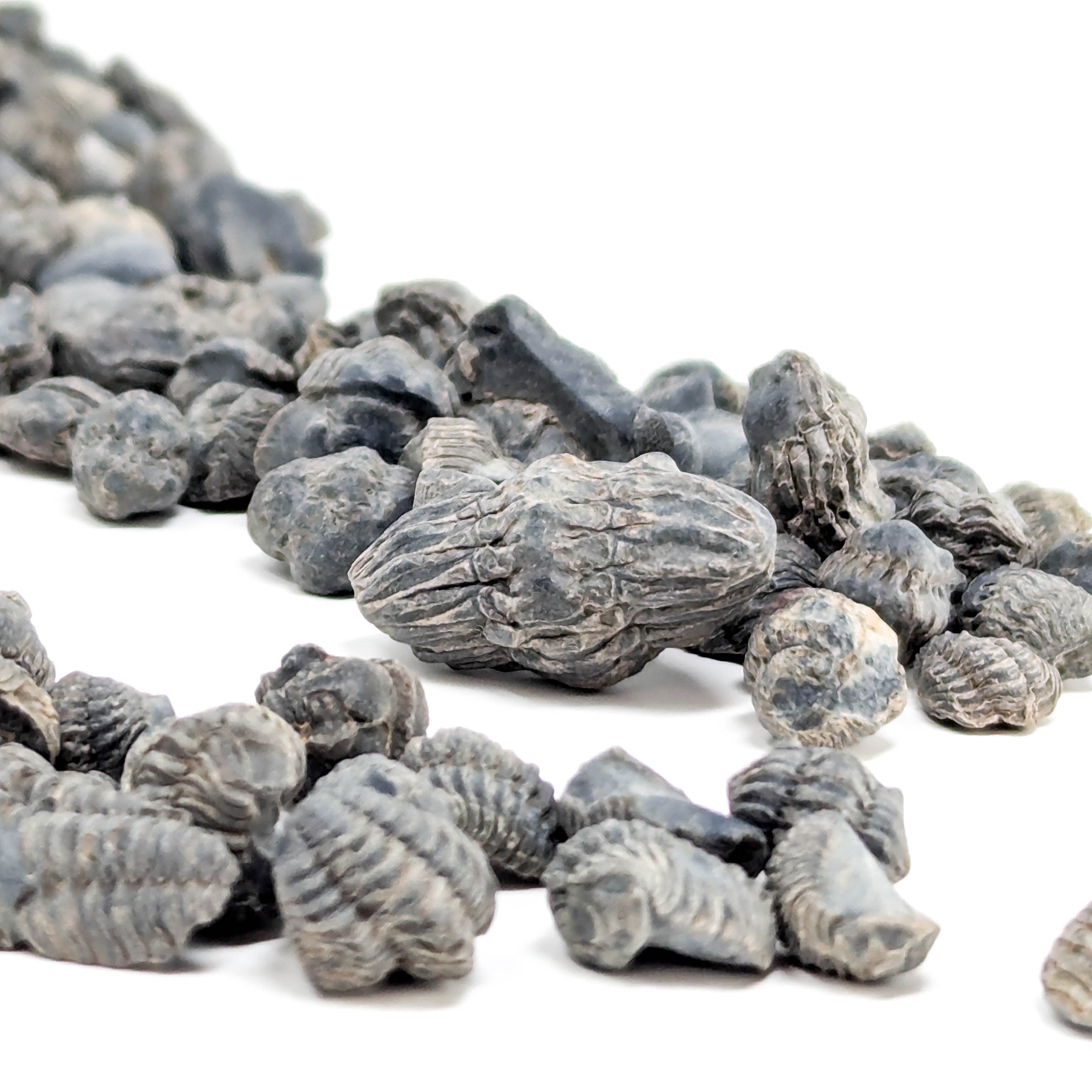 Miniature Trilobite (Acastoides) - Fossil