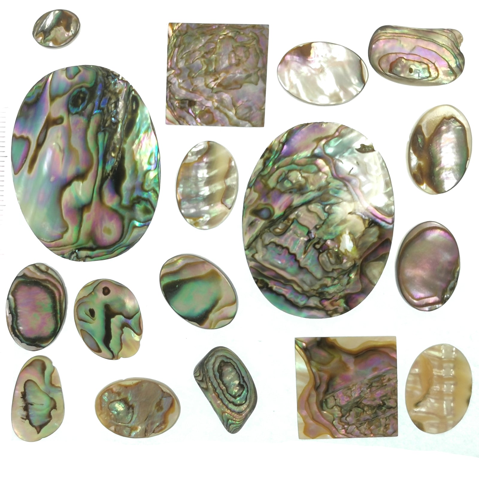 Abalone - Cabochon