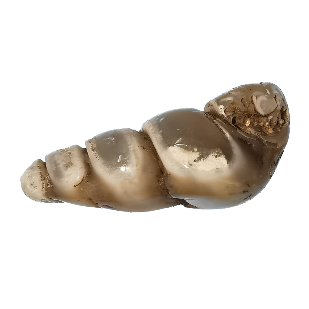 Agatized Elimia Shell - Fossil
