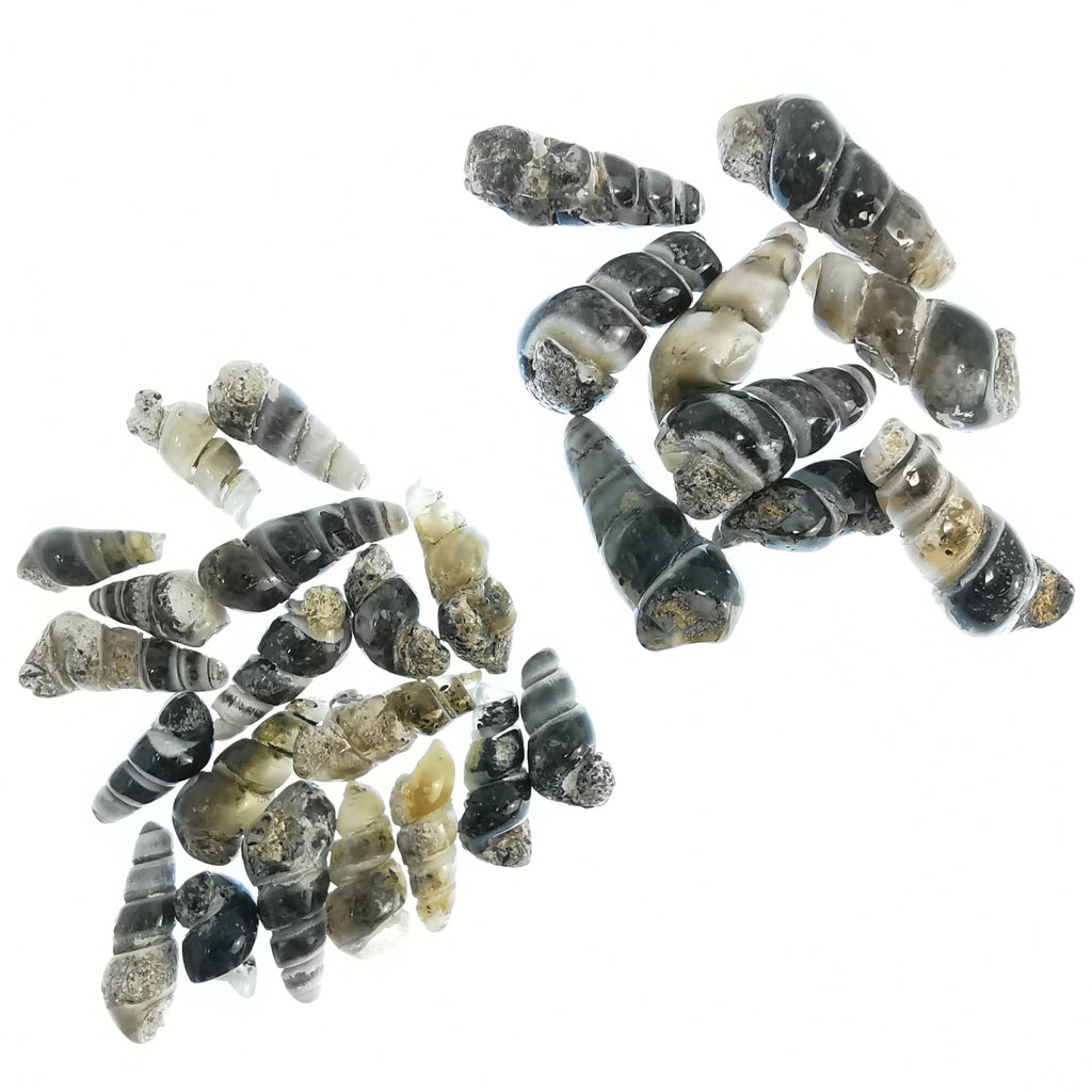 Agatized Elimia Shell - Fossil