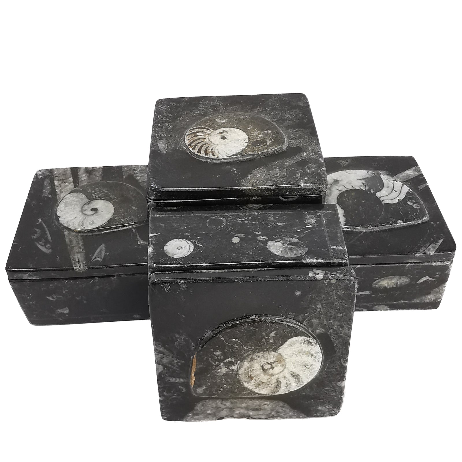 Ammonite - Container - Fossil