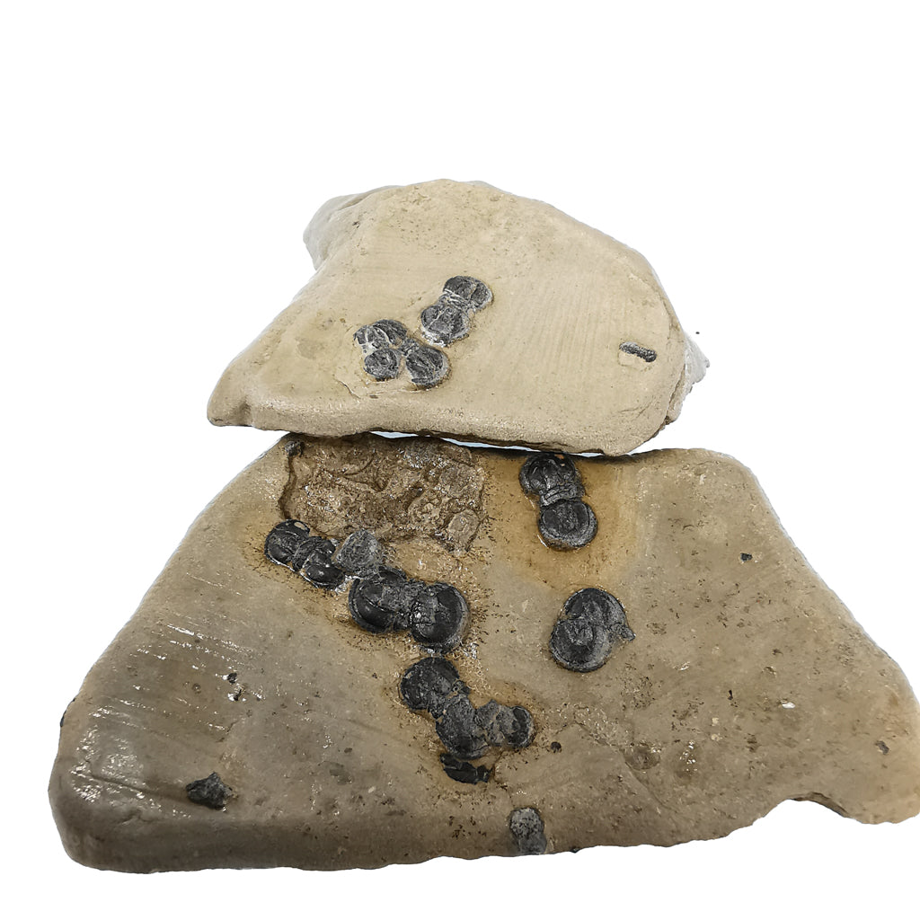 Blind Trilobite - Fossil