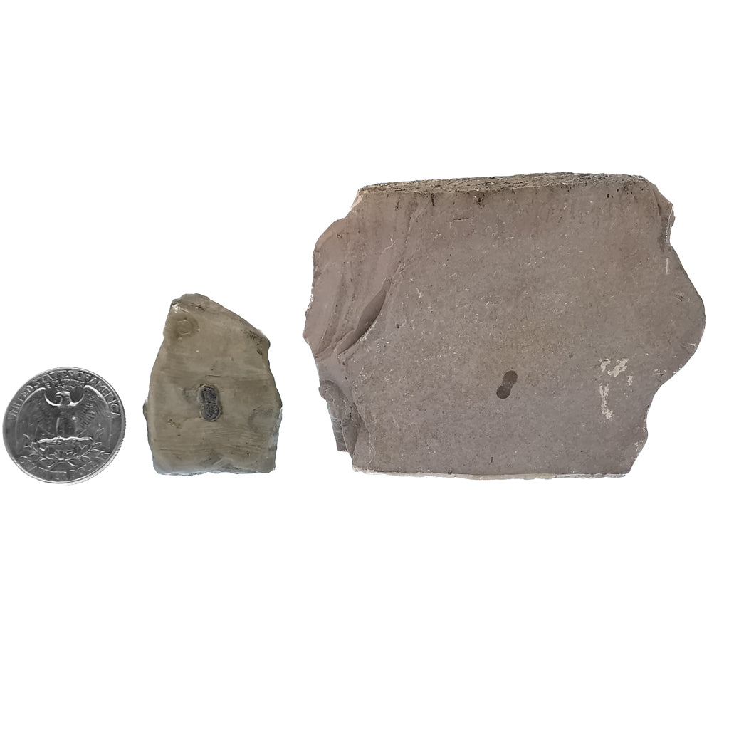 Blind Trilobite - Fossil