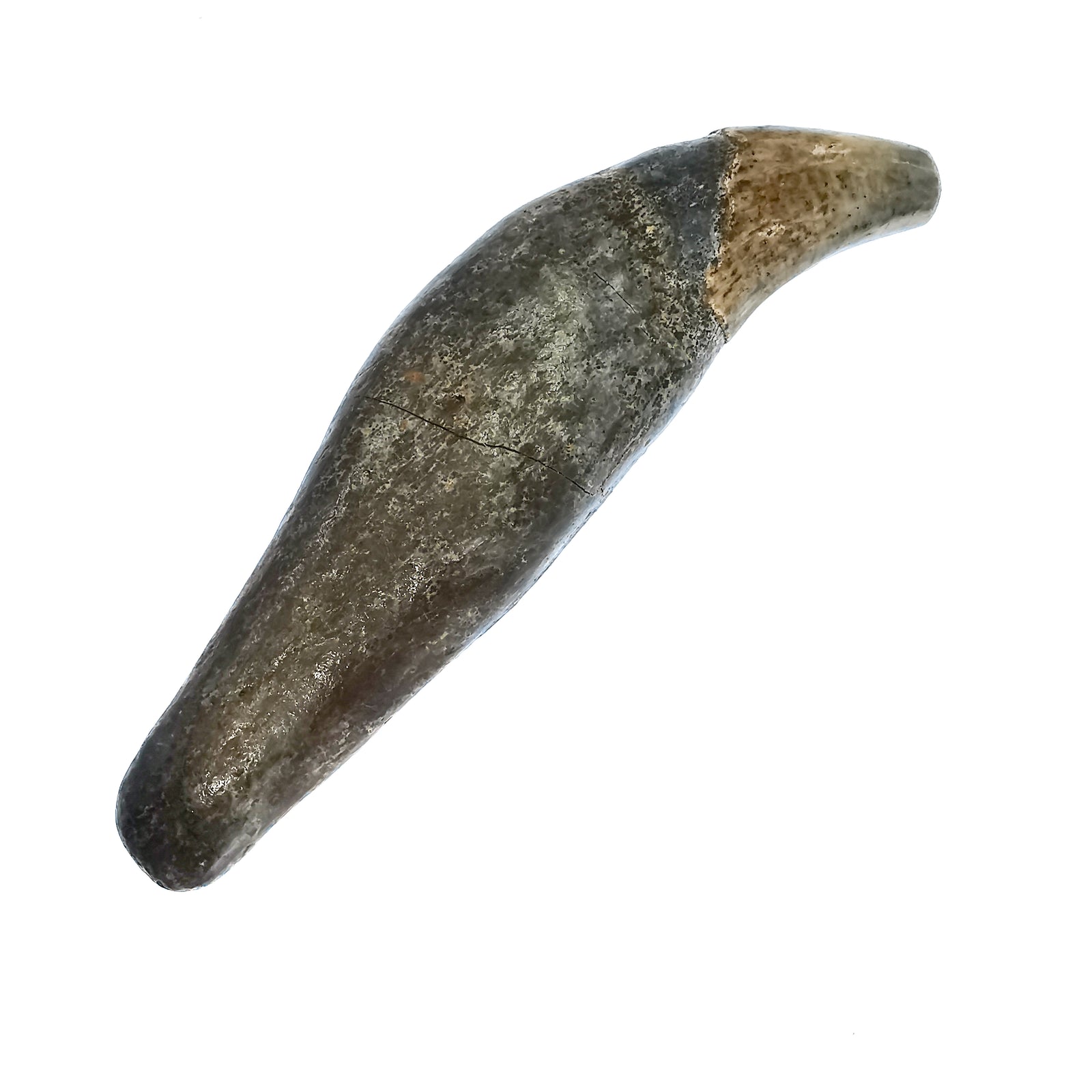 Cave Bear Fang - Fossil