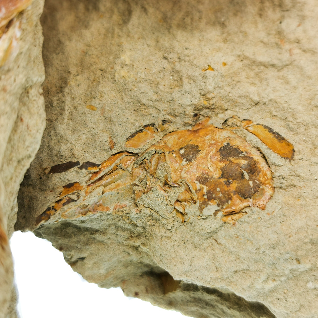 Crab in Matrix - Fossil