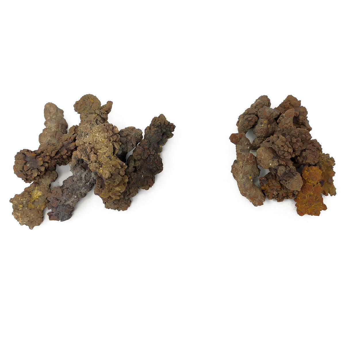 Coprolite Fossil