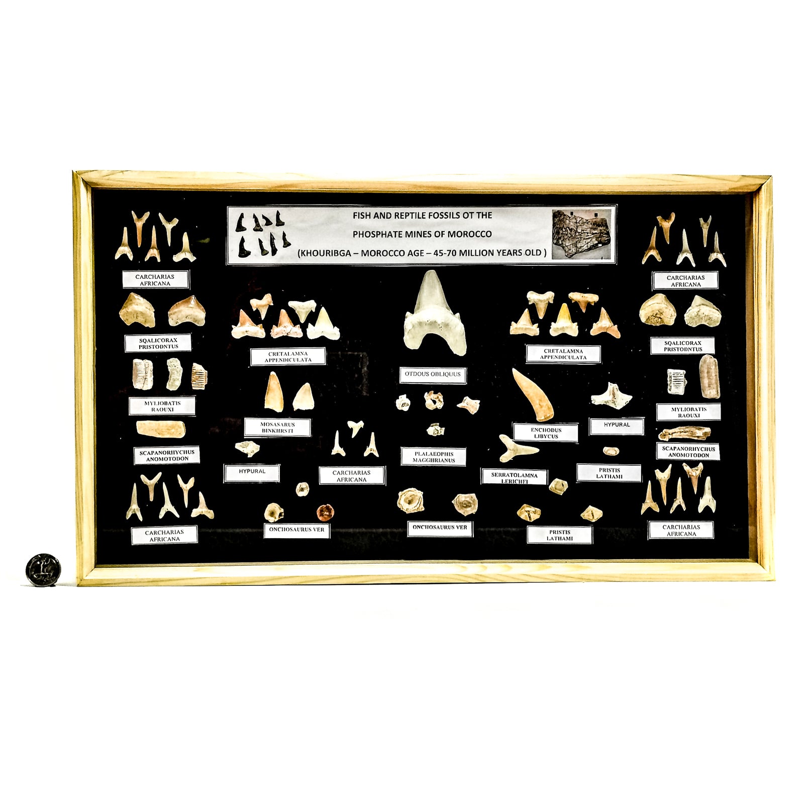 Fossil Display Set - Large