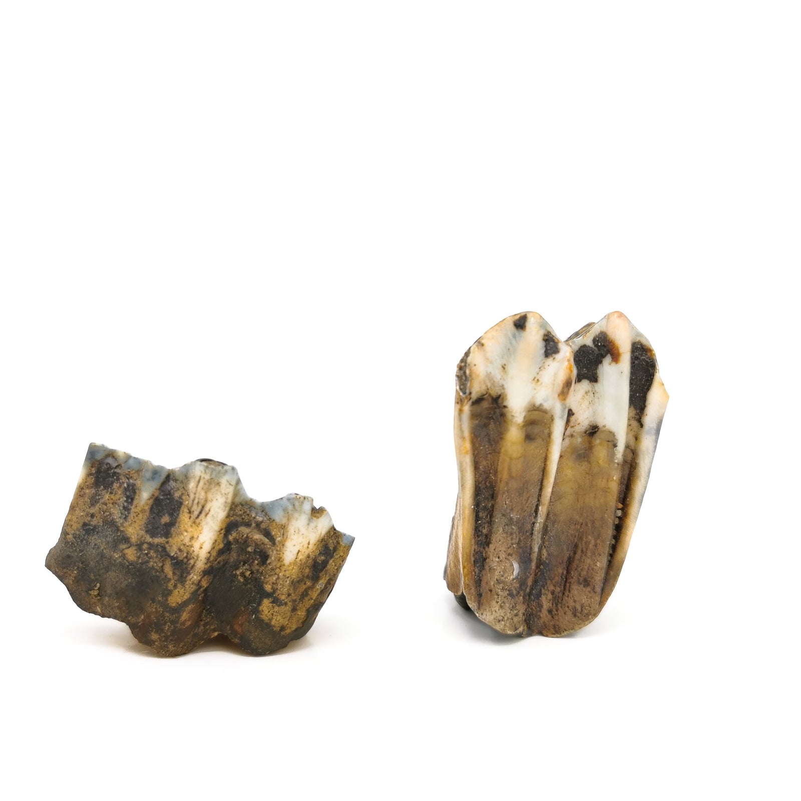 Horse Tooth - Fossil