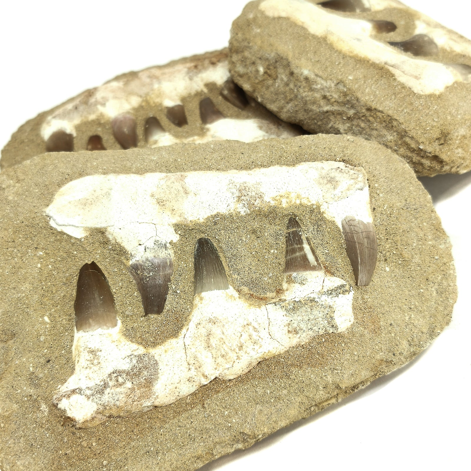 Mosasaur Jaw Bone in Matrix - Fossil