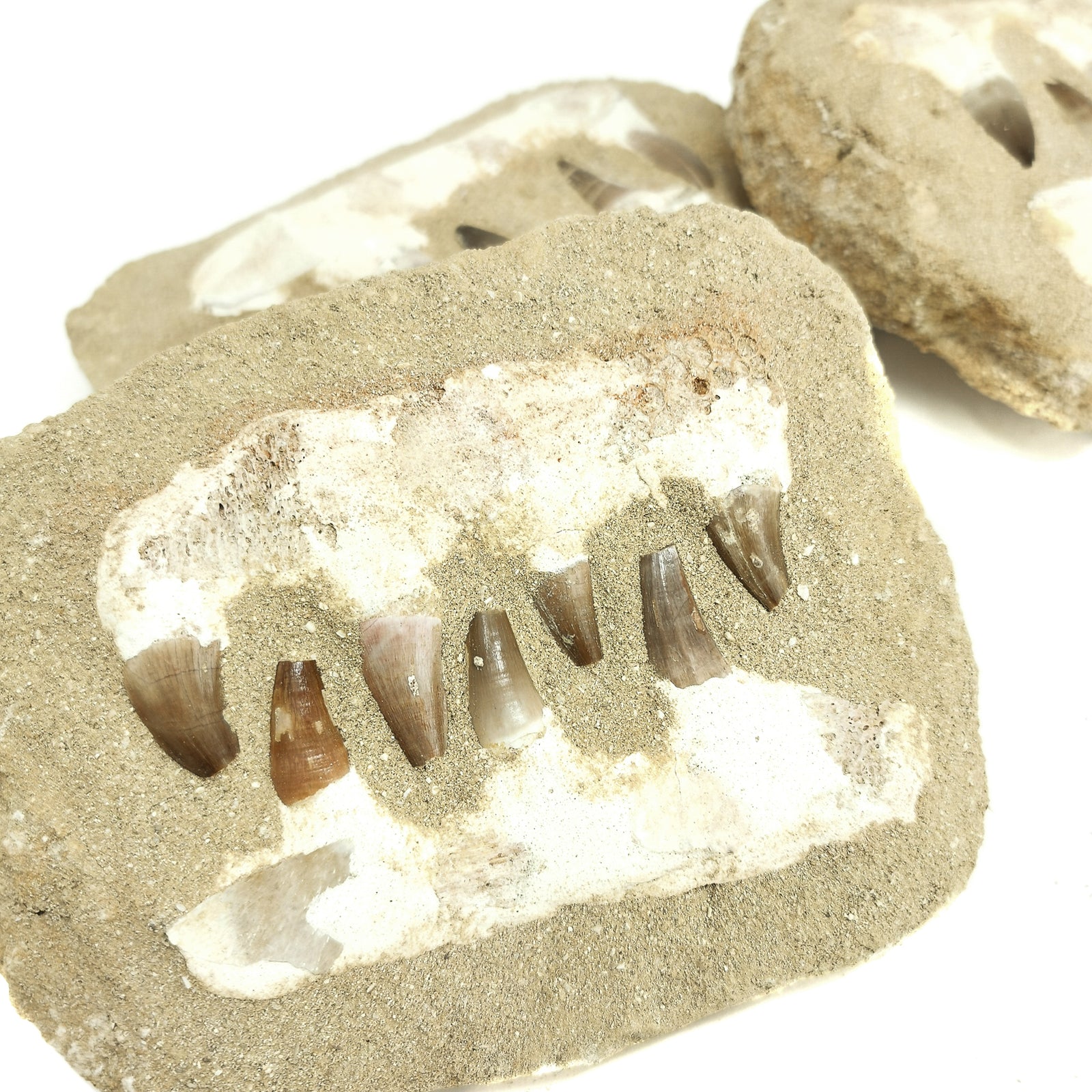 Mosasaur Jaw Bone in Matrix - Fossil