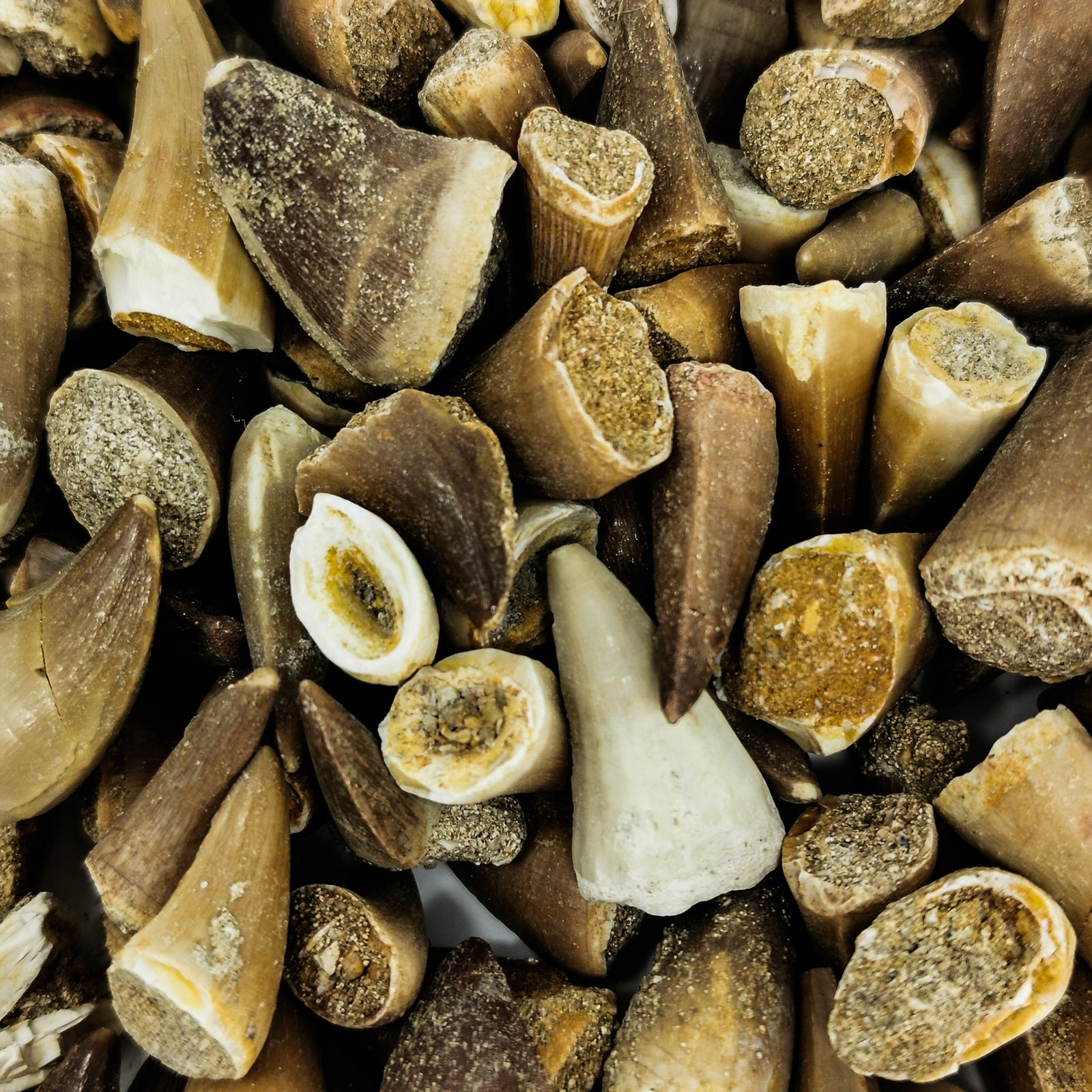 Mosasaur Tooth - Fossil - Small