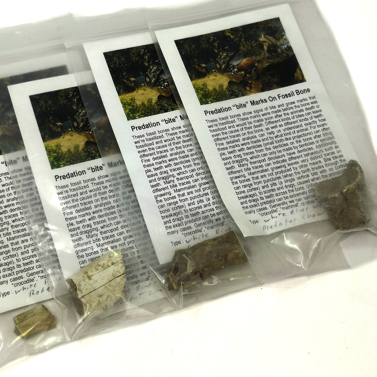 Bone w Predation Bite Marks - Fossil