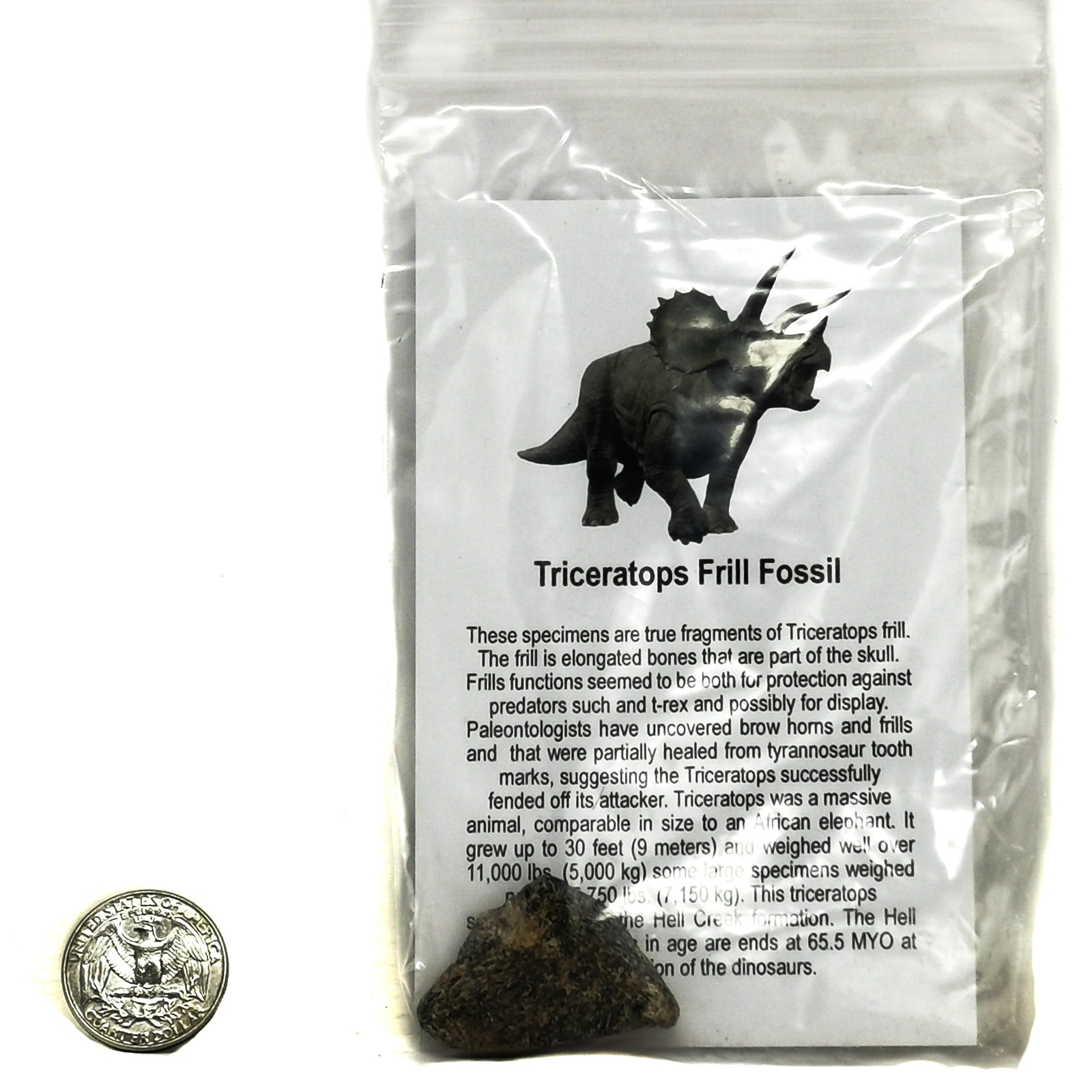 Triceratops Frill - Fossil