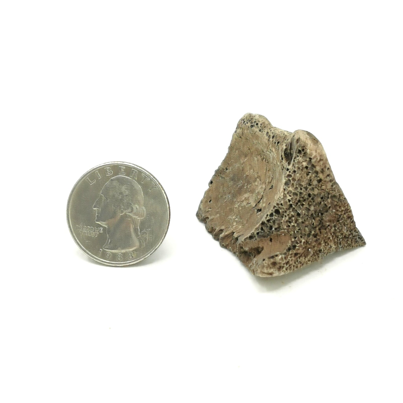 Turtle Shell Scute - Fossil