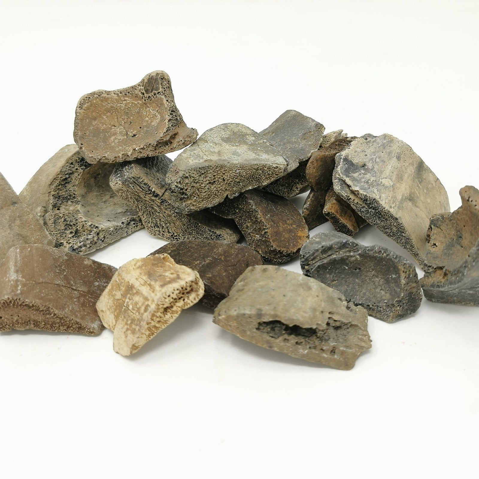 Turtle Shell Scute - Fossil