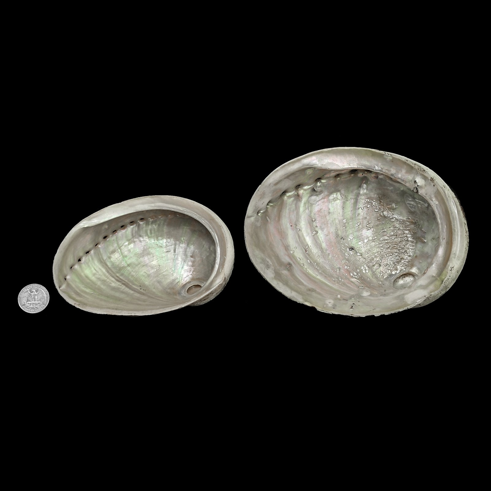 Green Lip Abalone - Shell