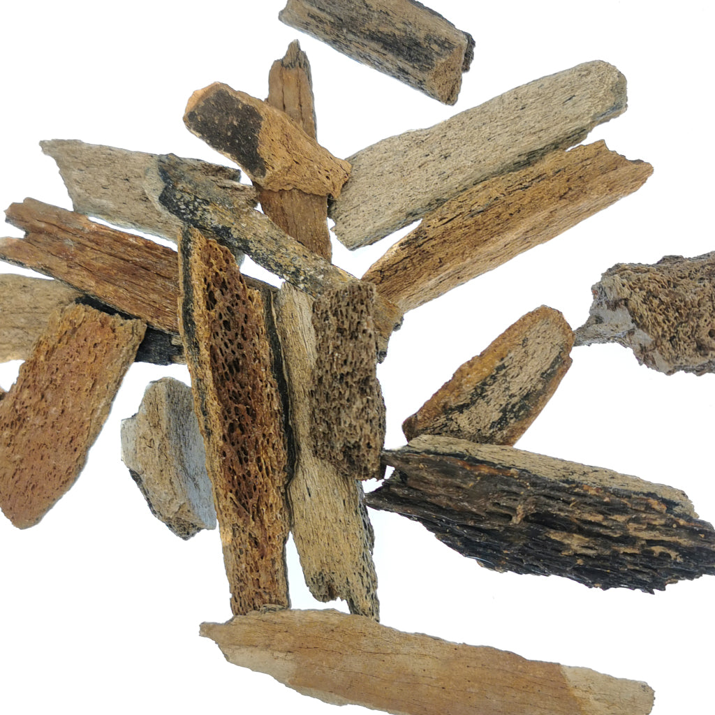 Mammoth Bone Shards - Fossil