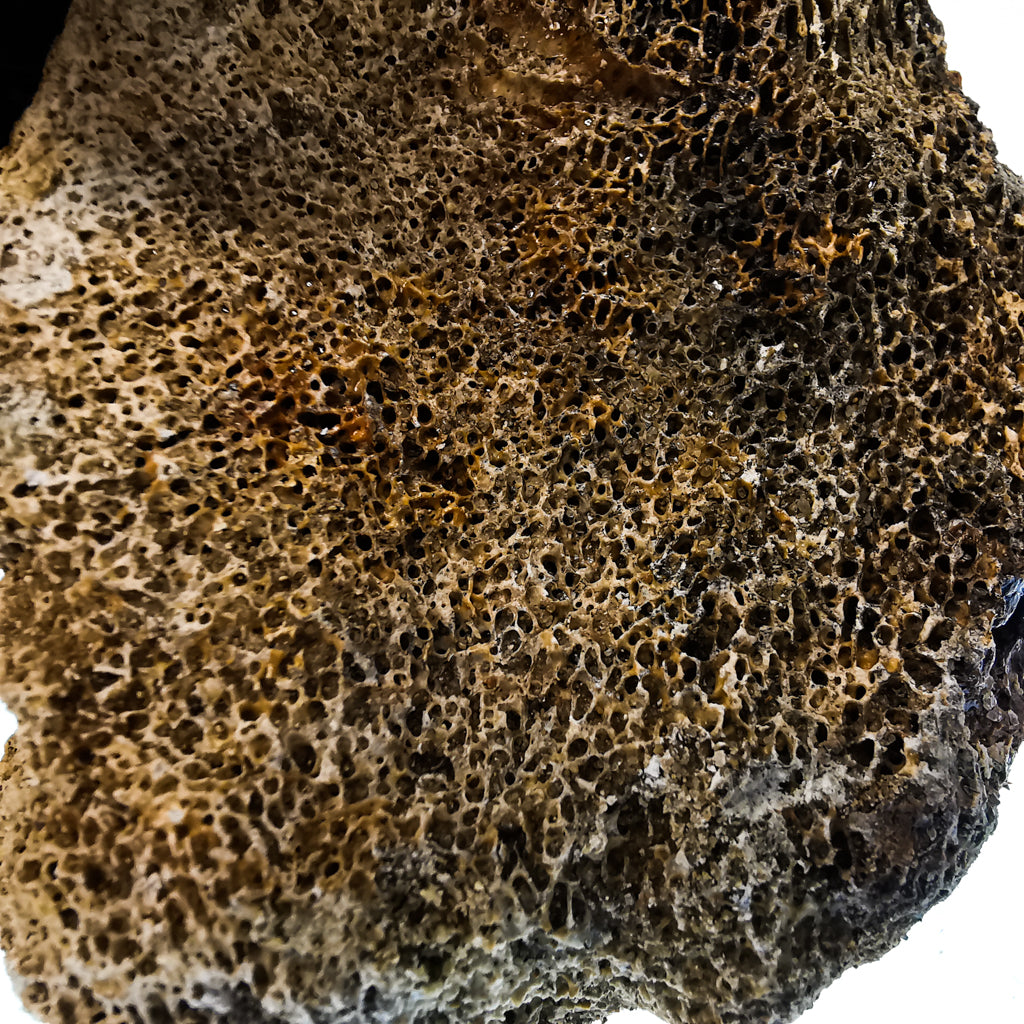 Mammoth Bone Shards - Fossil