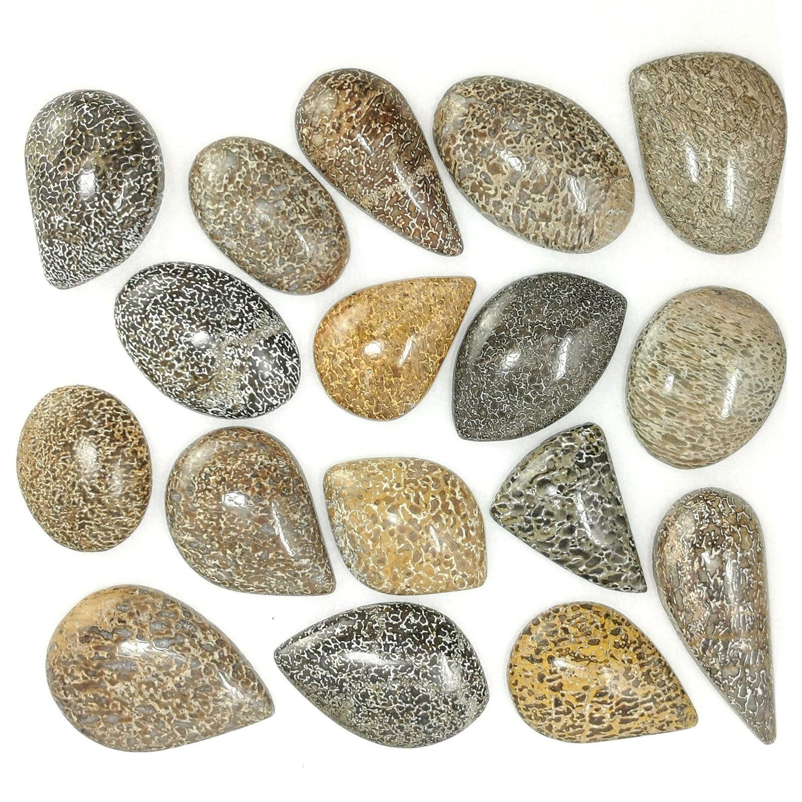 Mosasaur Bone - Cabochon