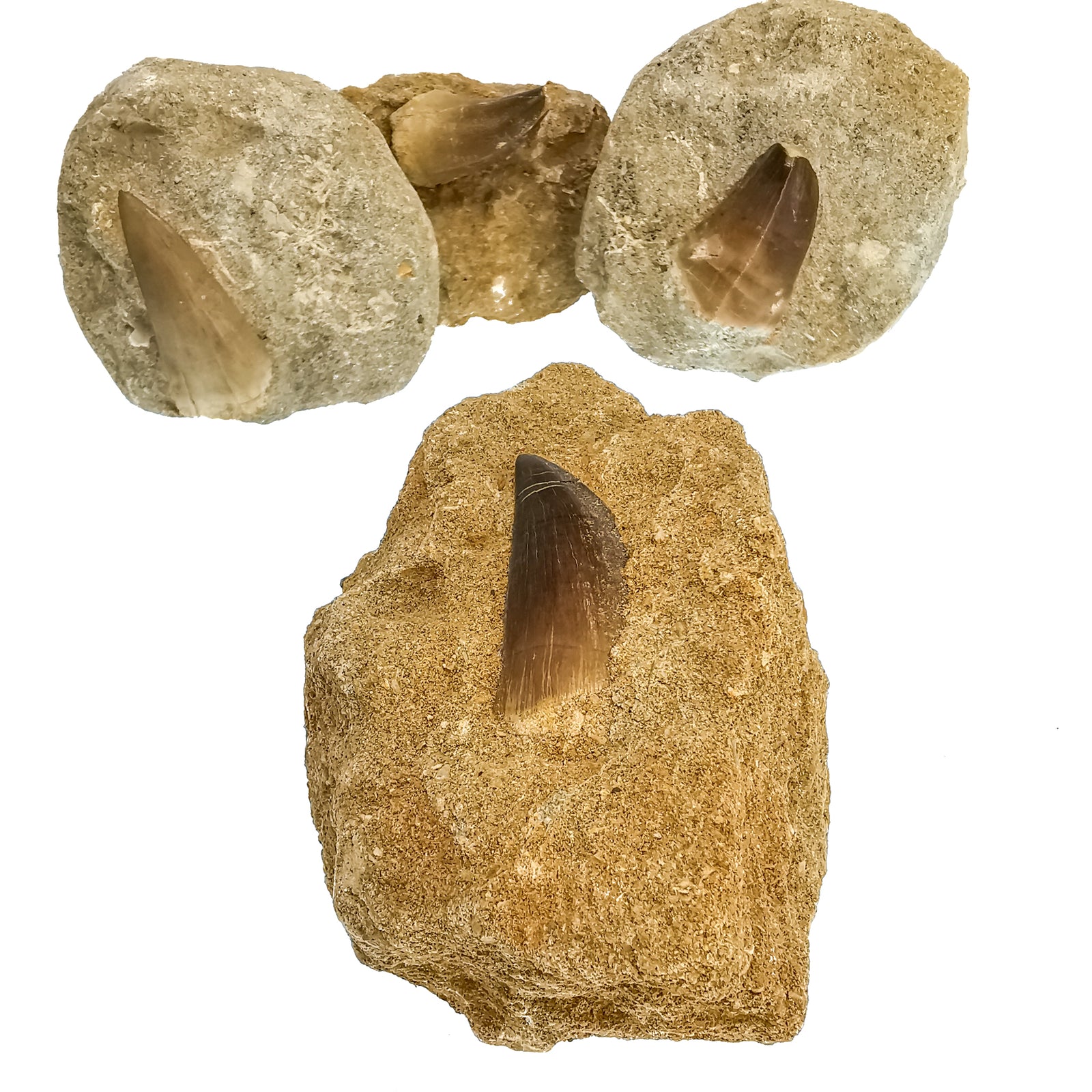 Mosasaur Tooth on Matrix - Fossil