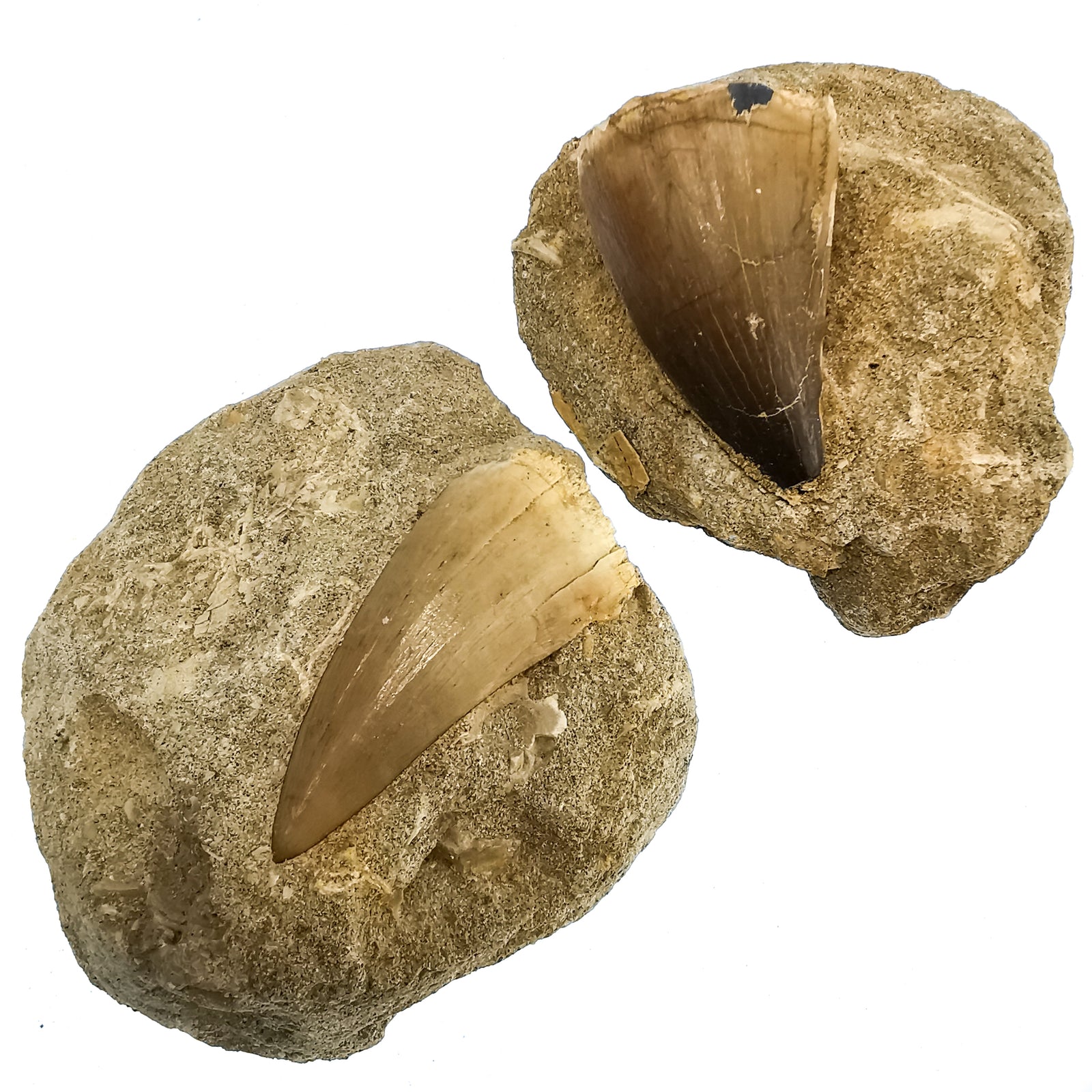 Mosasaur Tooth on Matrix - Fossil