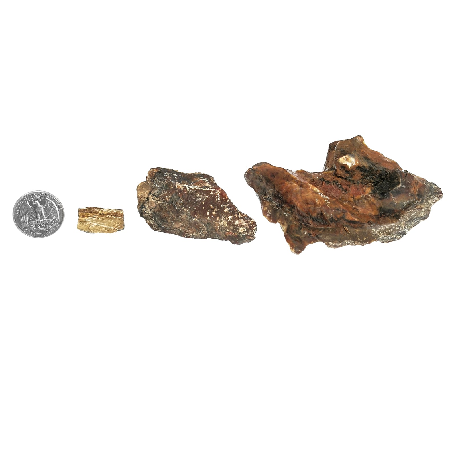 Petrified Wood Chips - Fossil