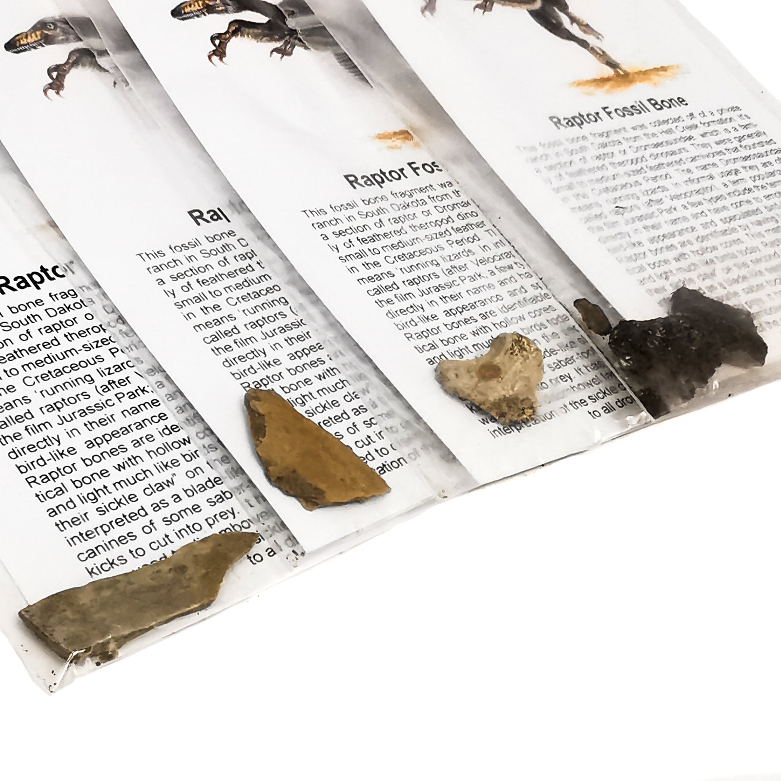 Raptor Bone - Fossil