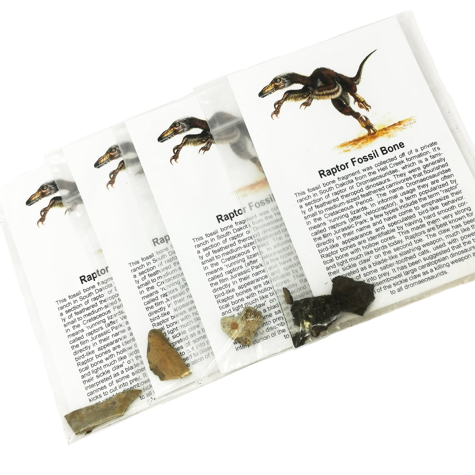 Raptor Bone - Fossil