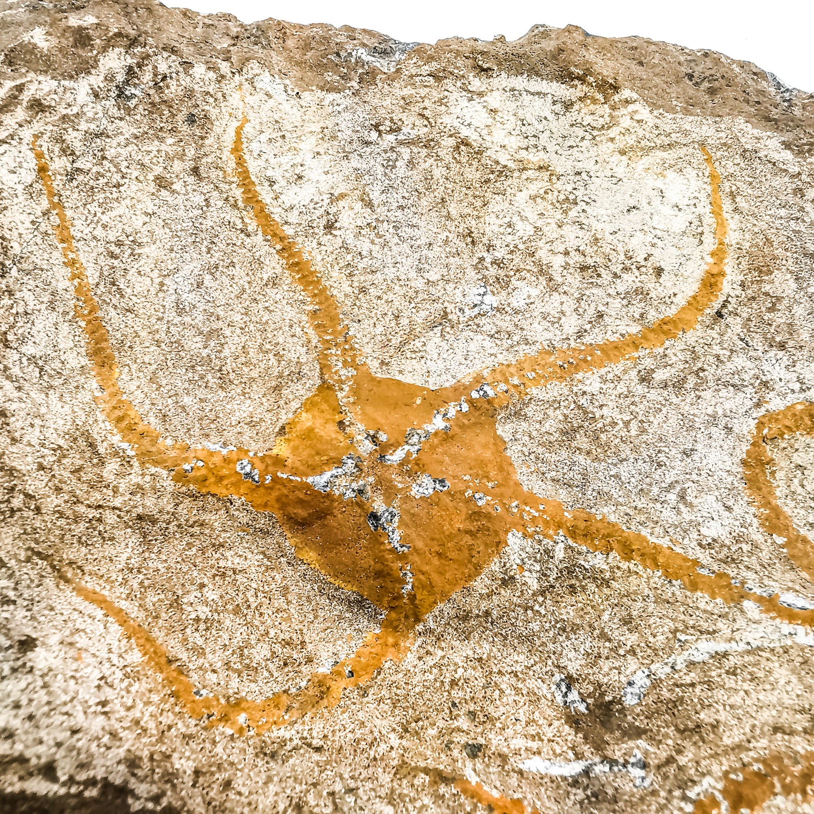 Sea Star - Fossil Specimen