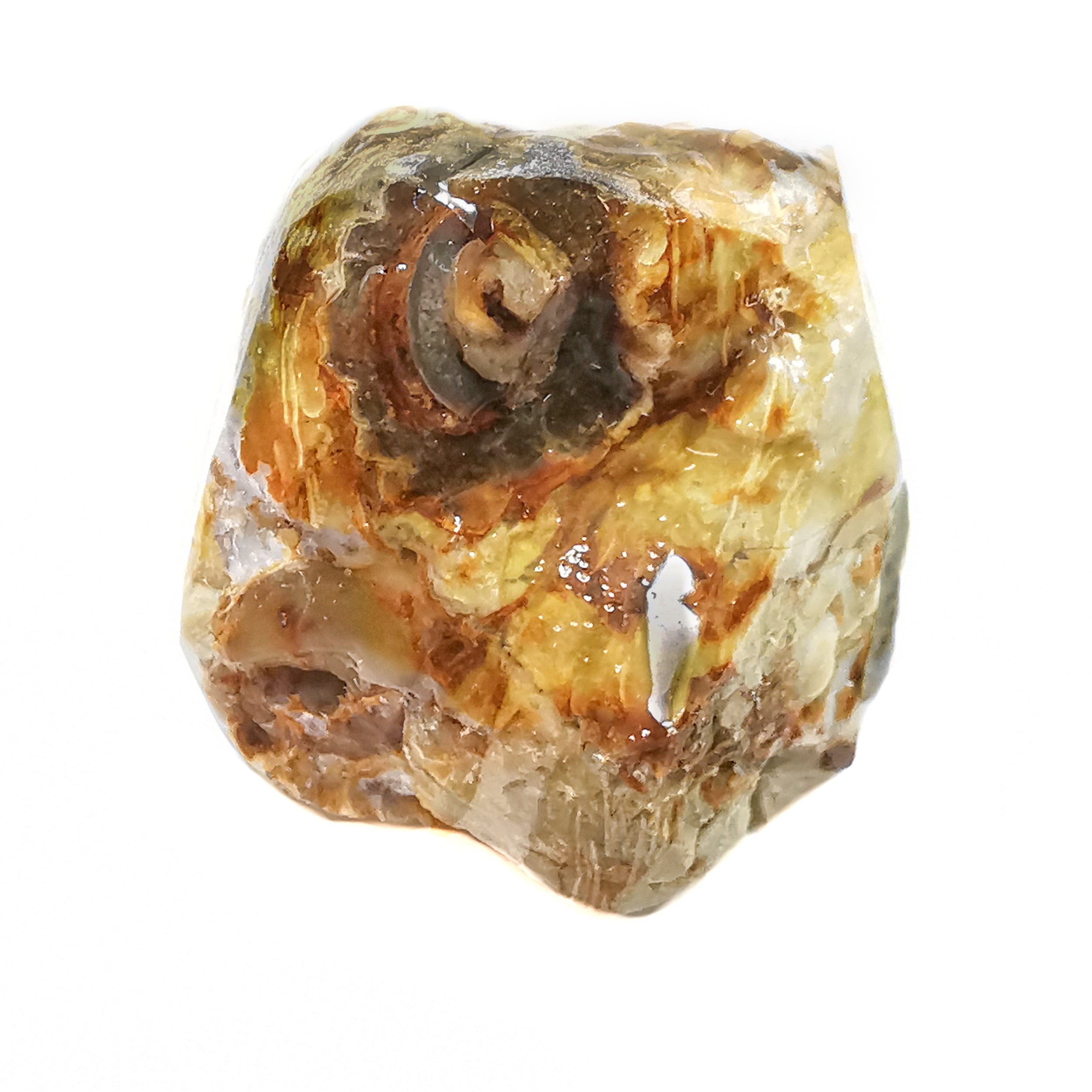 Seed Pod - Fossil