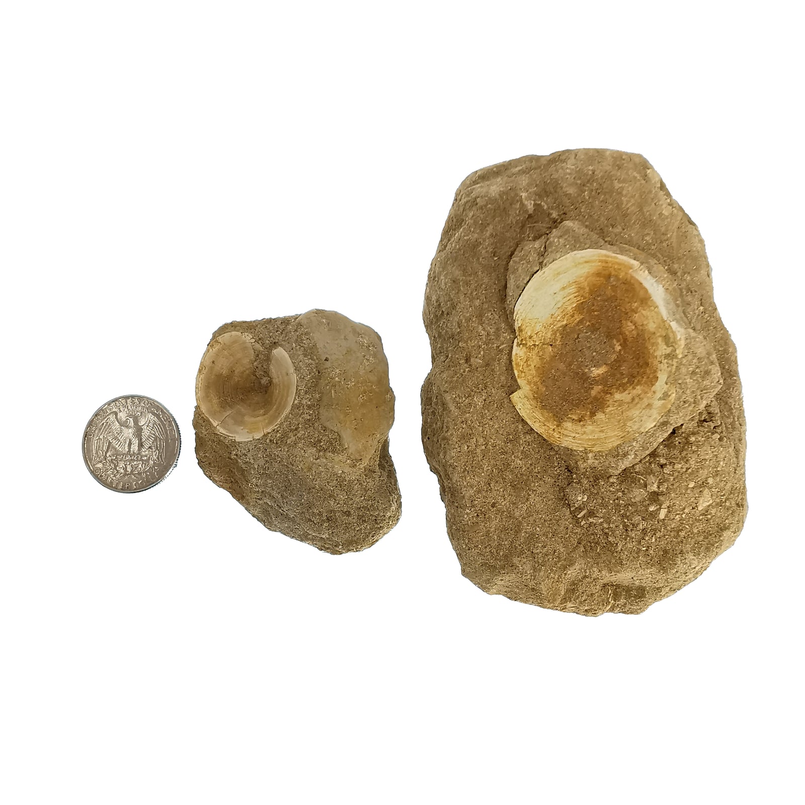Shark Vertebrae in Matrix - Fossil