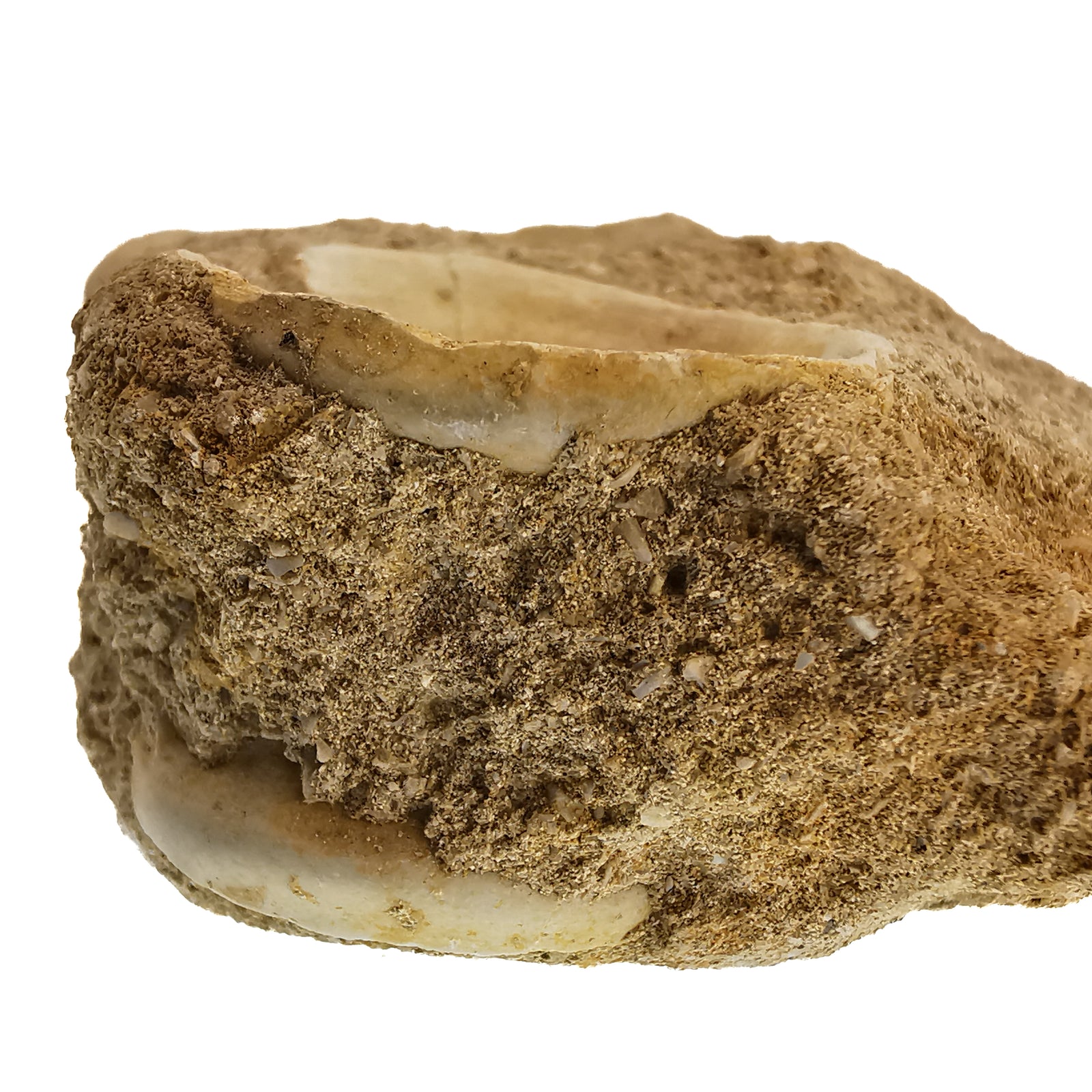 Shark Vertebrae in Matrix - Fossil