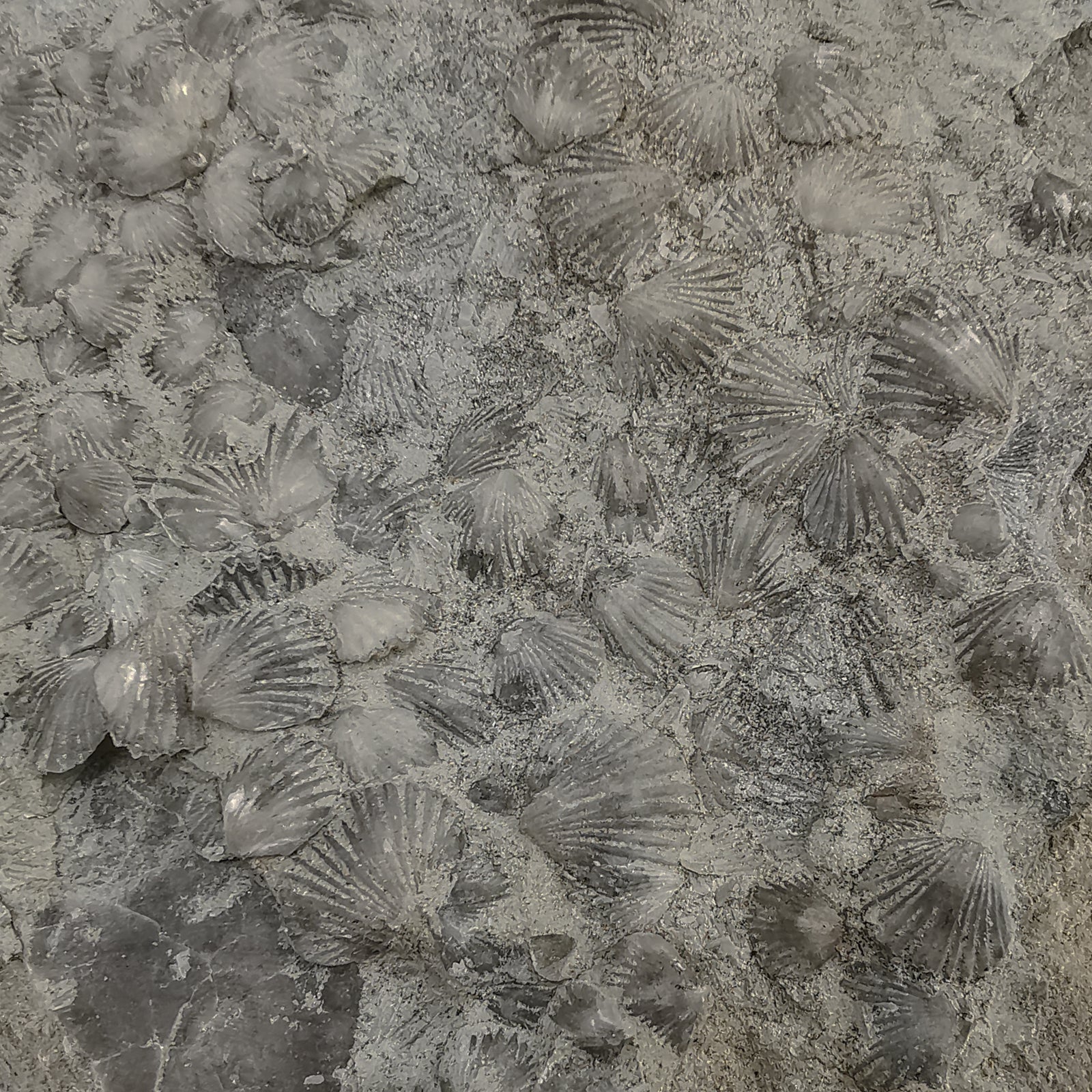 Sowerbyella Rugosa (Brachiopod) - Fossil