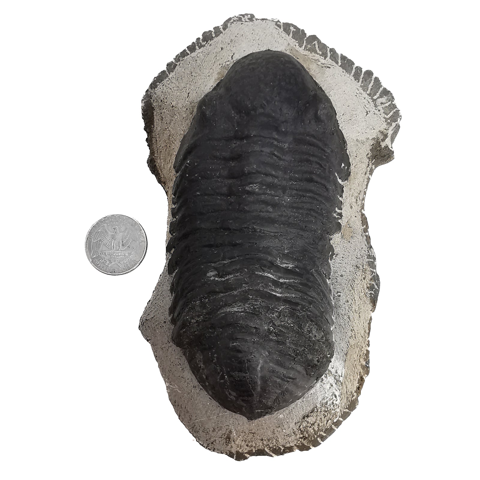 Phacops Trilobite - Large - Fossil