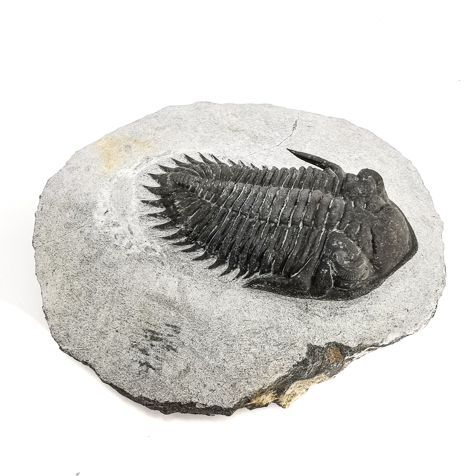 Coltraneia Trilobite - Specimen