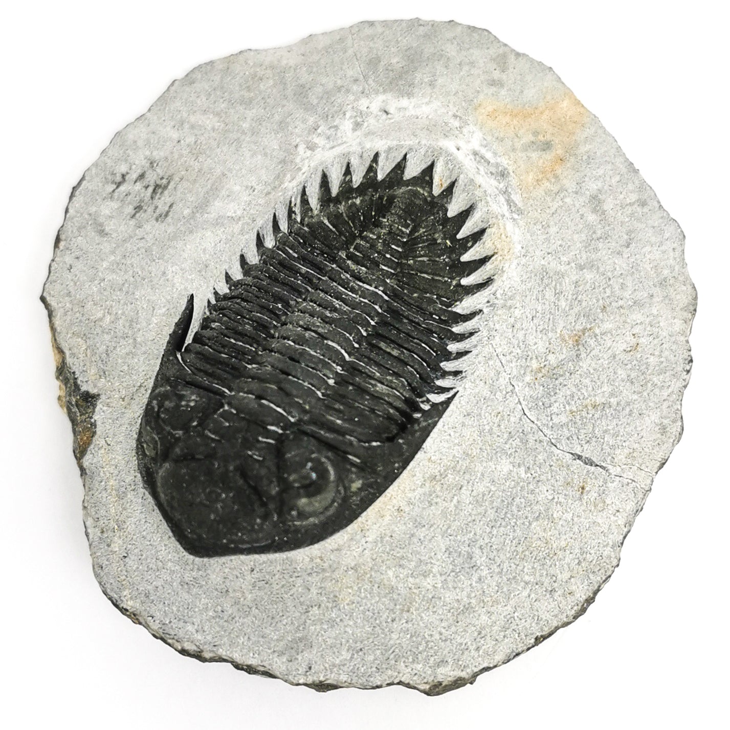 Coltraneia Trilobite - Specimen