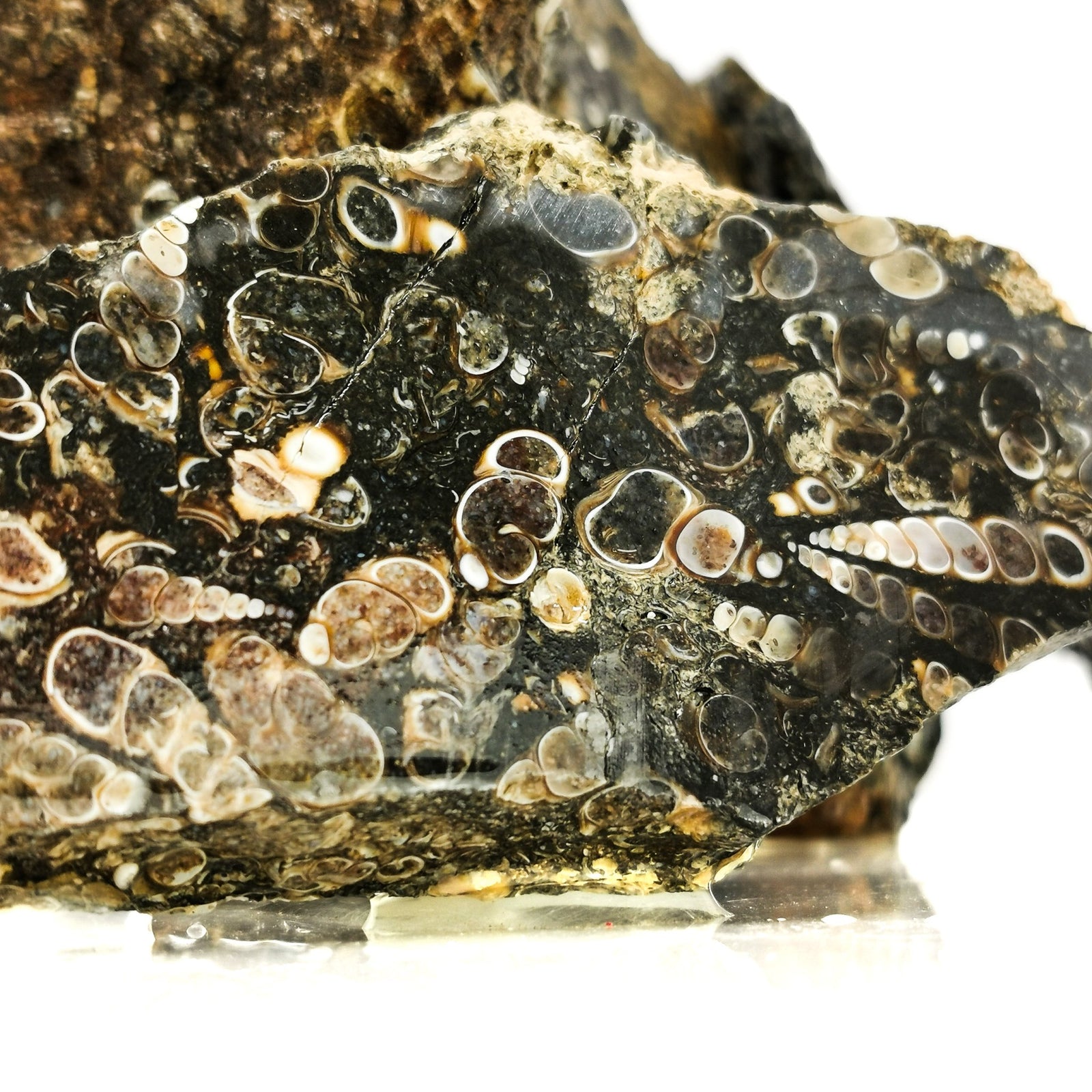 Turritella Agate - Rough