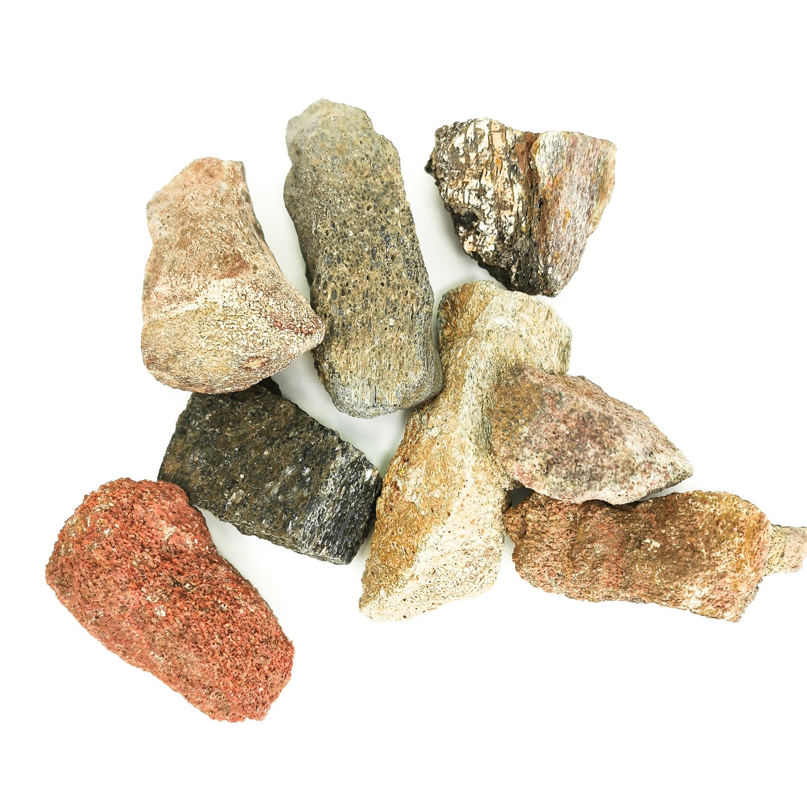 Dinosaur Bone - Rough